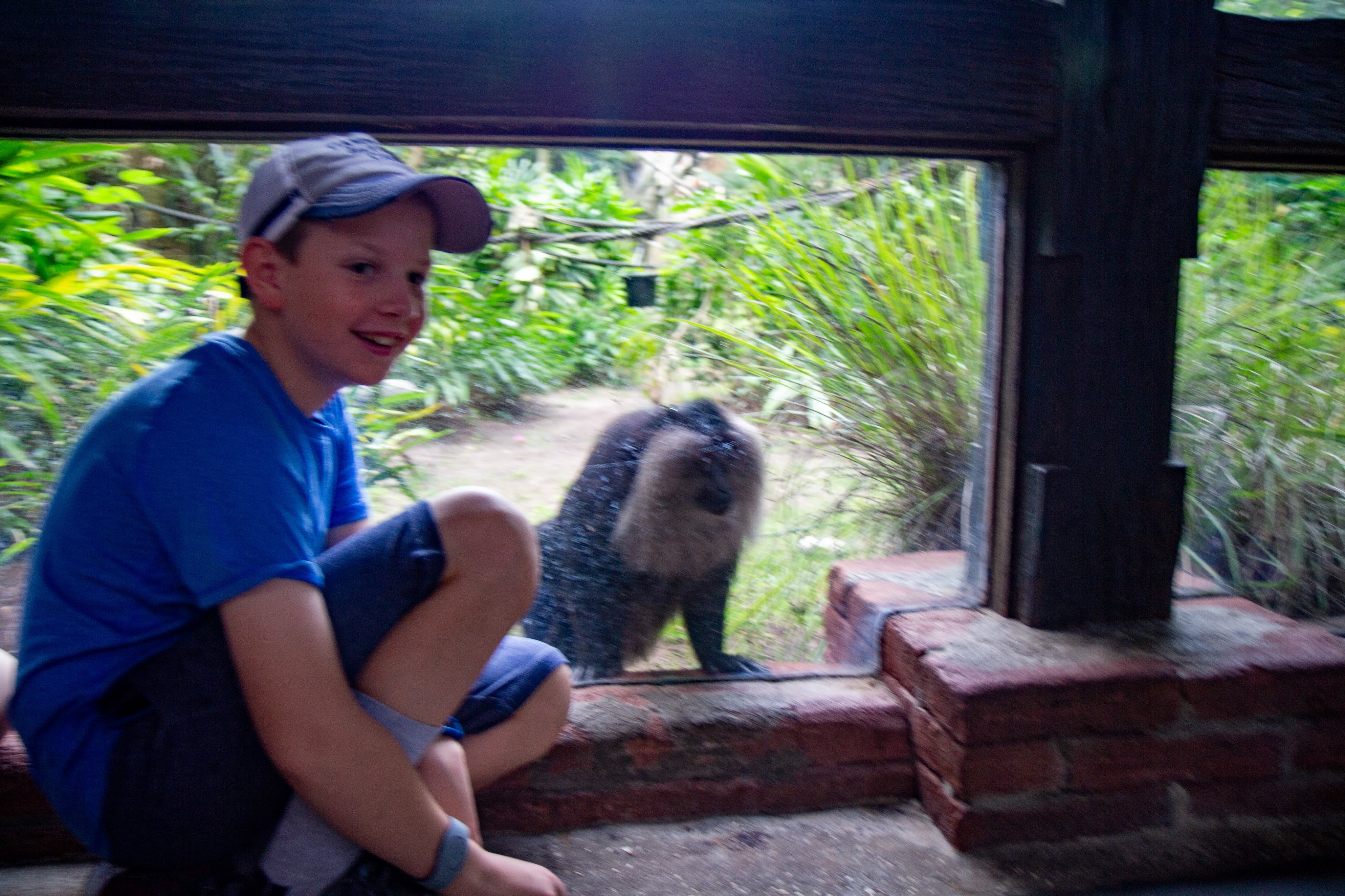 Memory 306 – Reliving a walk through the Maharajah Jungle Trek, in Walt ...